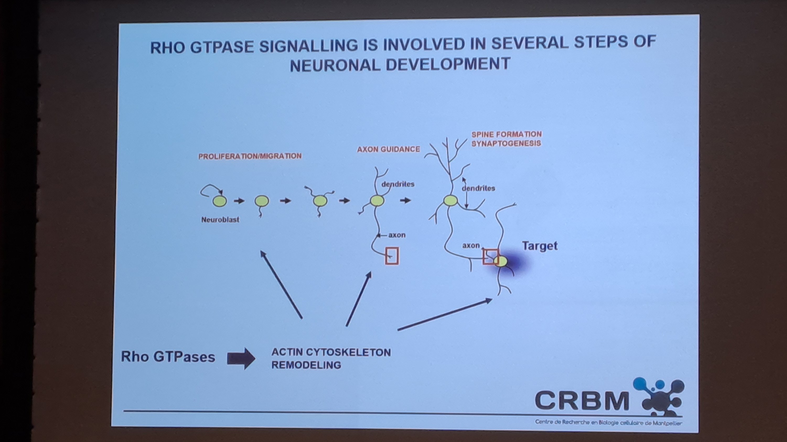 CRBM (@CRBM_Montpel) / Twitter