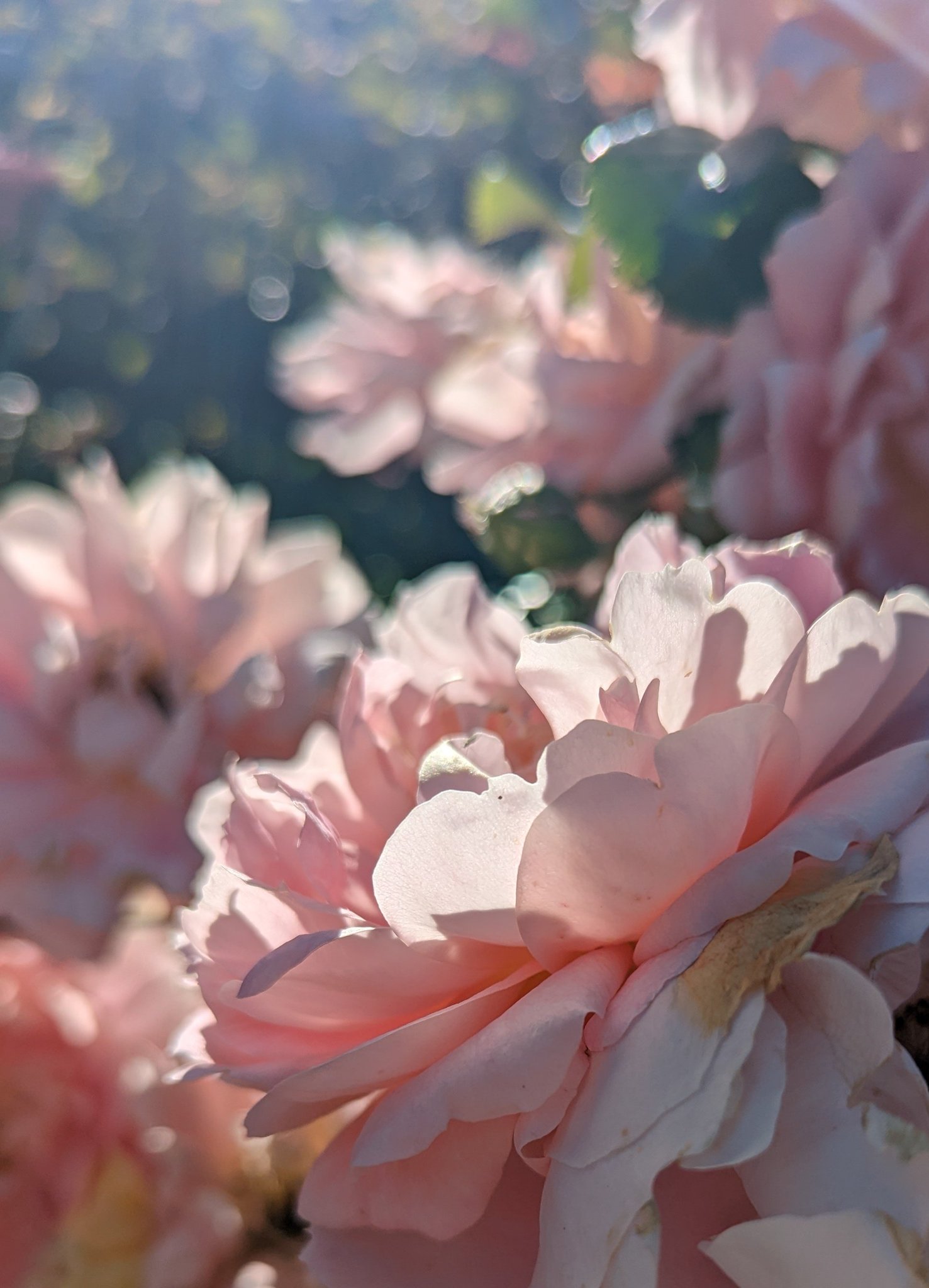 森 sen on Twitter: 森 sen on Twitter: