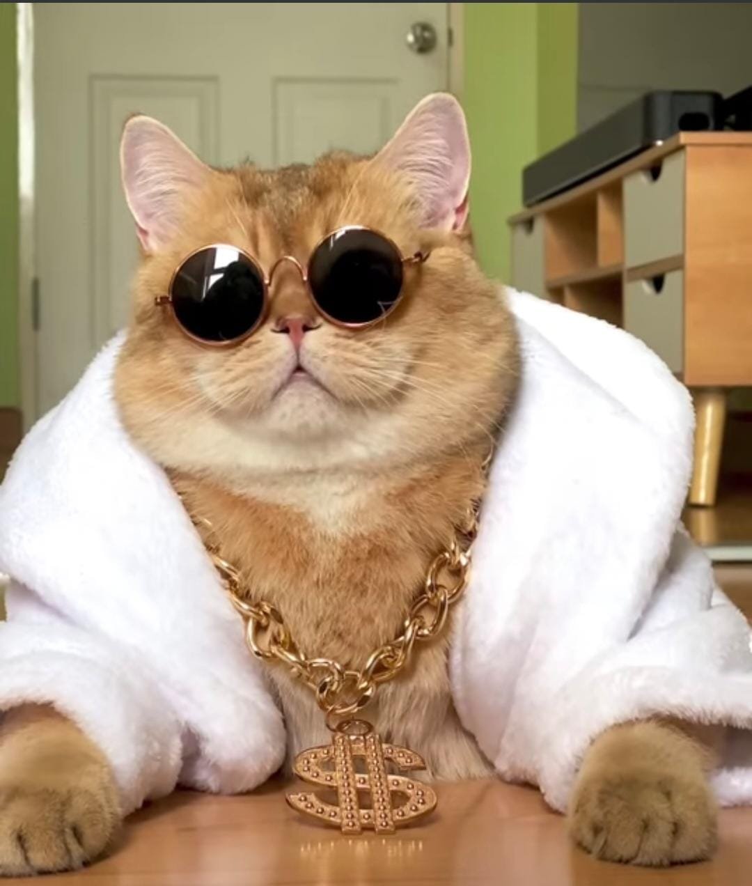 Punjabi Cat