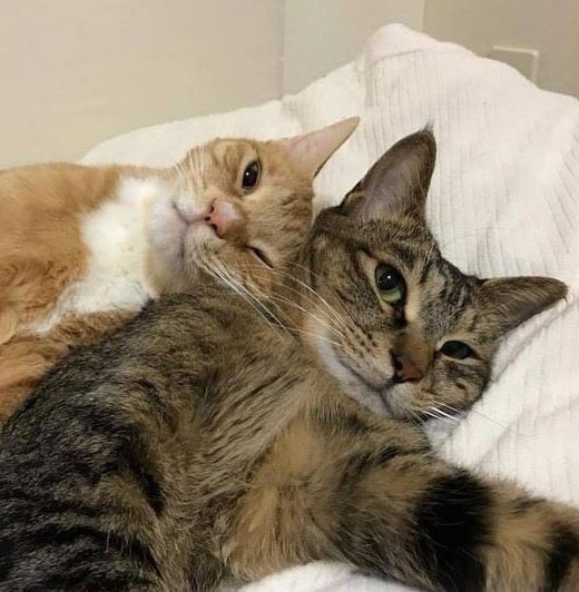 eli 🪐 luv ya's Threads – Thread Reader App