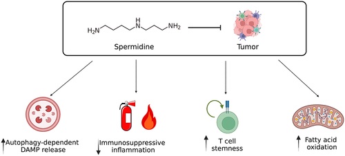 Spermidine rejuvenates T lymphocytes and restores anticancer ... Spermidine rejuvenates T lymphocytes and restores anticancer ...