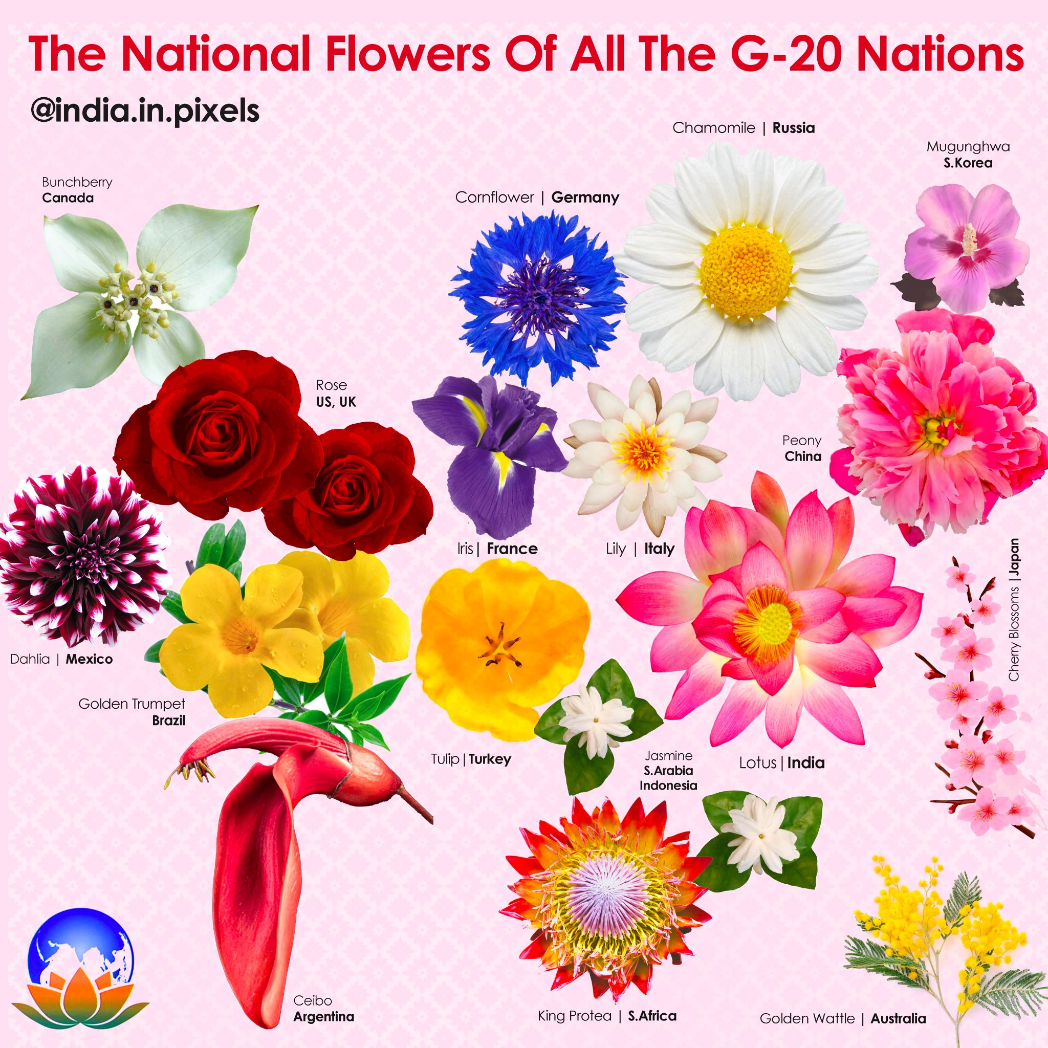Indian Flowers Names In English Flowers Name And Pictures In English