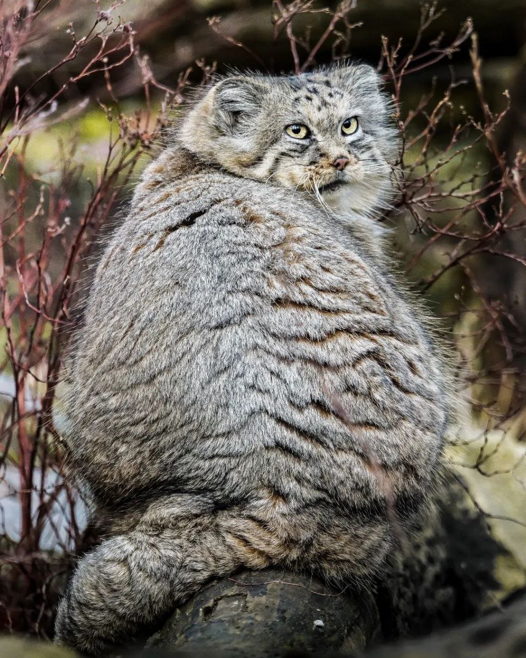 Daily Manul on Twitter: "https://t.co/MKEzXr5YJi" / Twitter