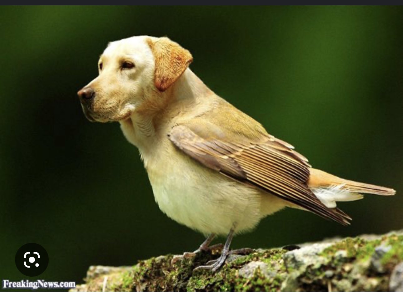 Birds With Dog Heads Vertical Shot Of A Bird Sitting On The Dog S Head