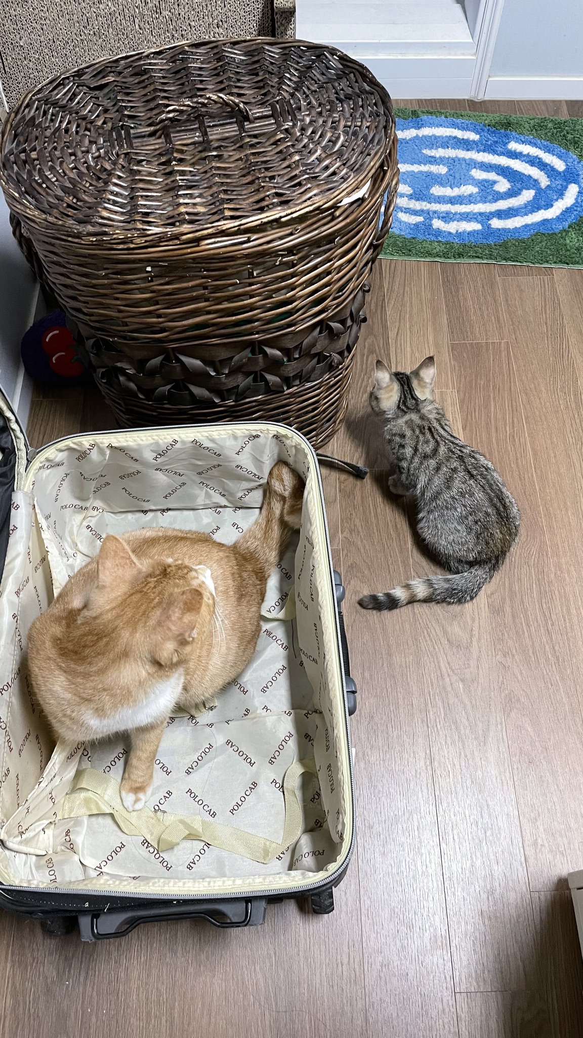 모모코코또또 On Twitter 뭔일있나했는데 그냥 뒤집어지게 노는거였다알겠어요 알겠어요 Gr9k7d5klw Twitter 