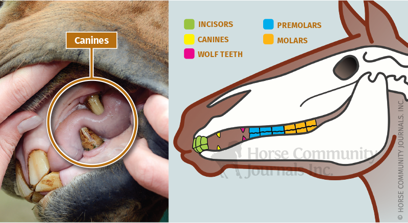Horse Teeth Diagram