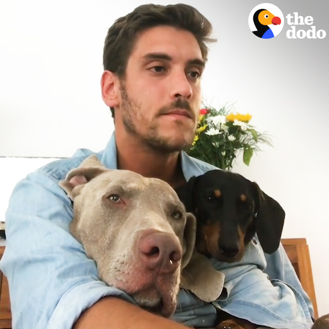 These dog siblings have to be with their dad 24/7 💗 The Dodo @dodo