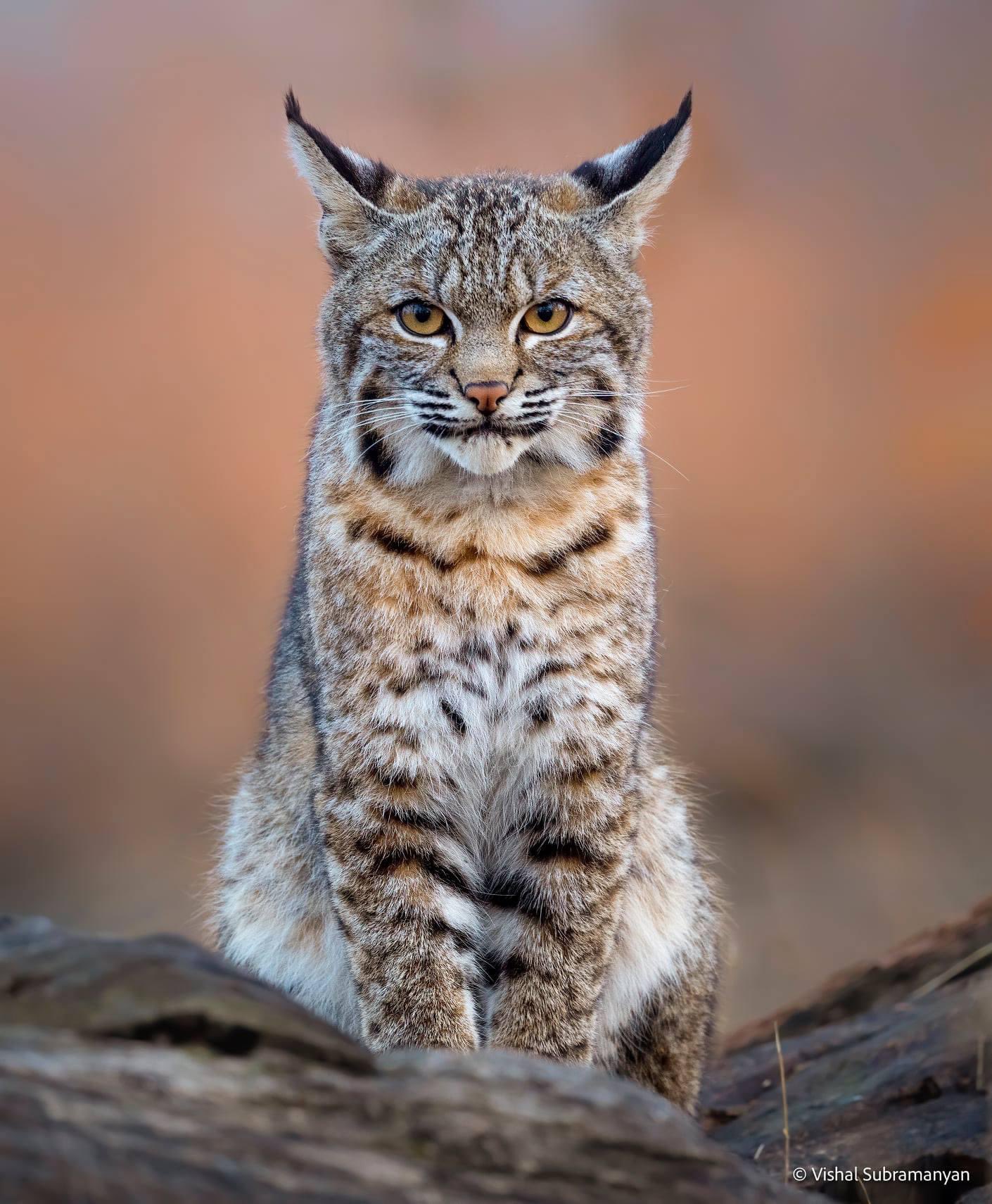 Female Bobcats Color Do Bobcats Make Great Pets? Cats.com