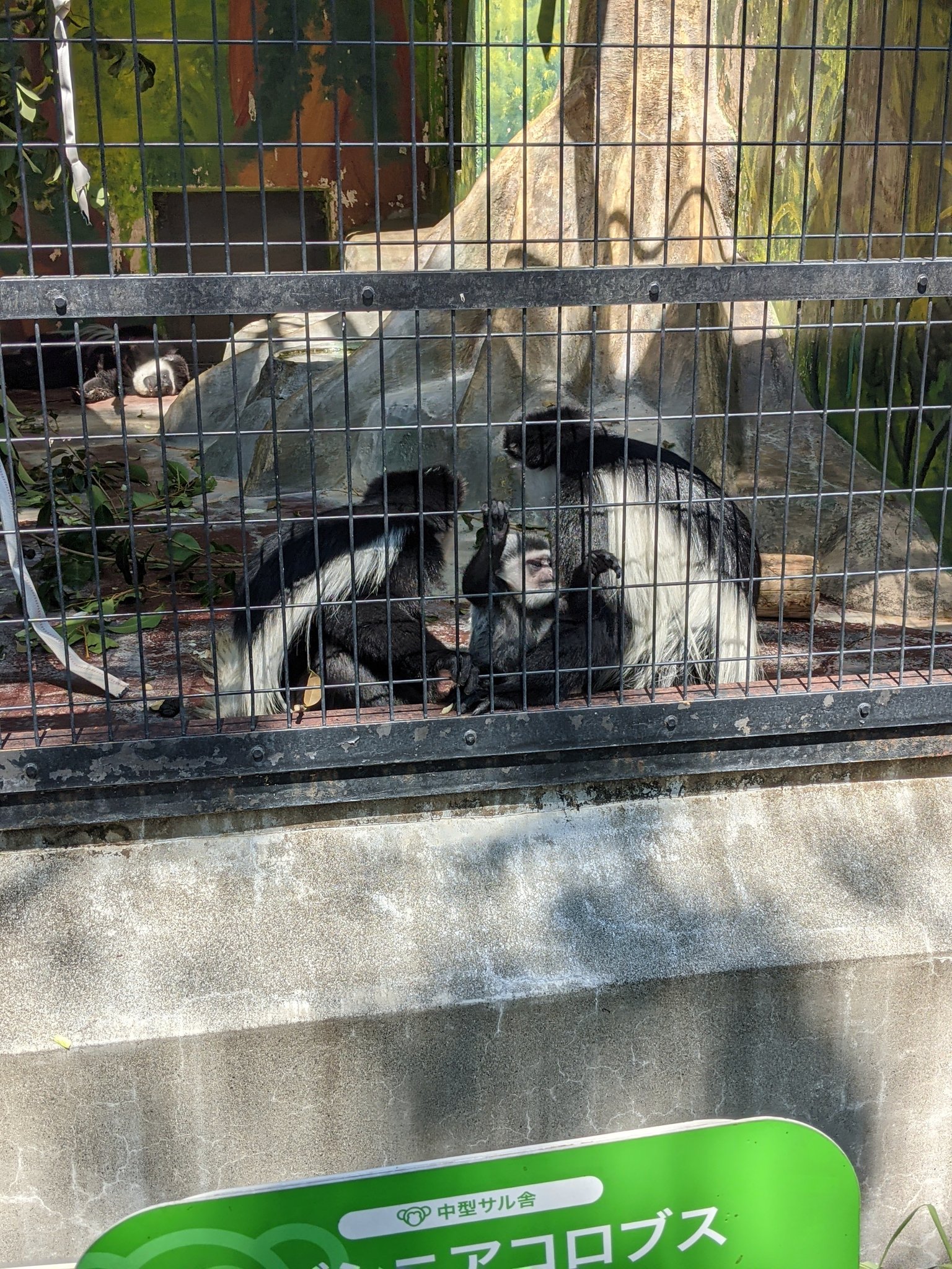 魅藍璃音＠しばふちゃん推し on Twitter: "@nhdzoo ピーン😭フーを隣の檻の子たちから守ろうとしたり、フーと遊んだりお世話したり本当いいお兄ちゃんでした😭 日本モンキーセンター ...