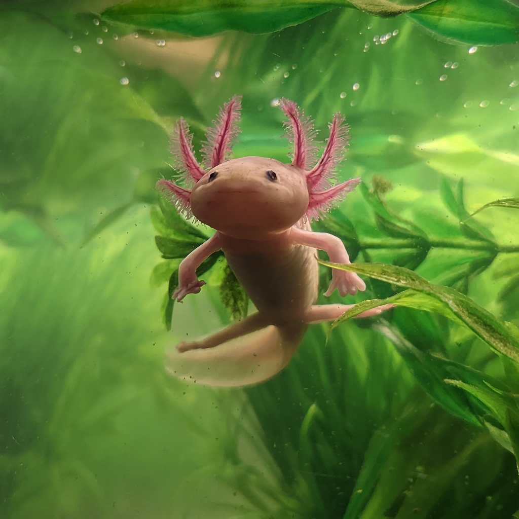 Pink Salamander