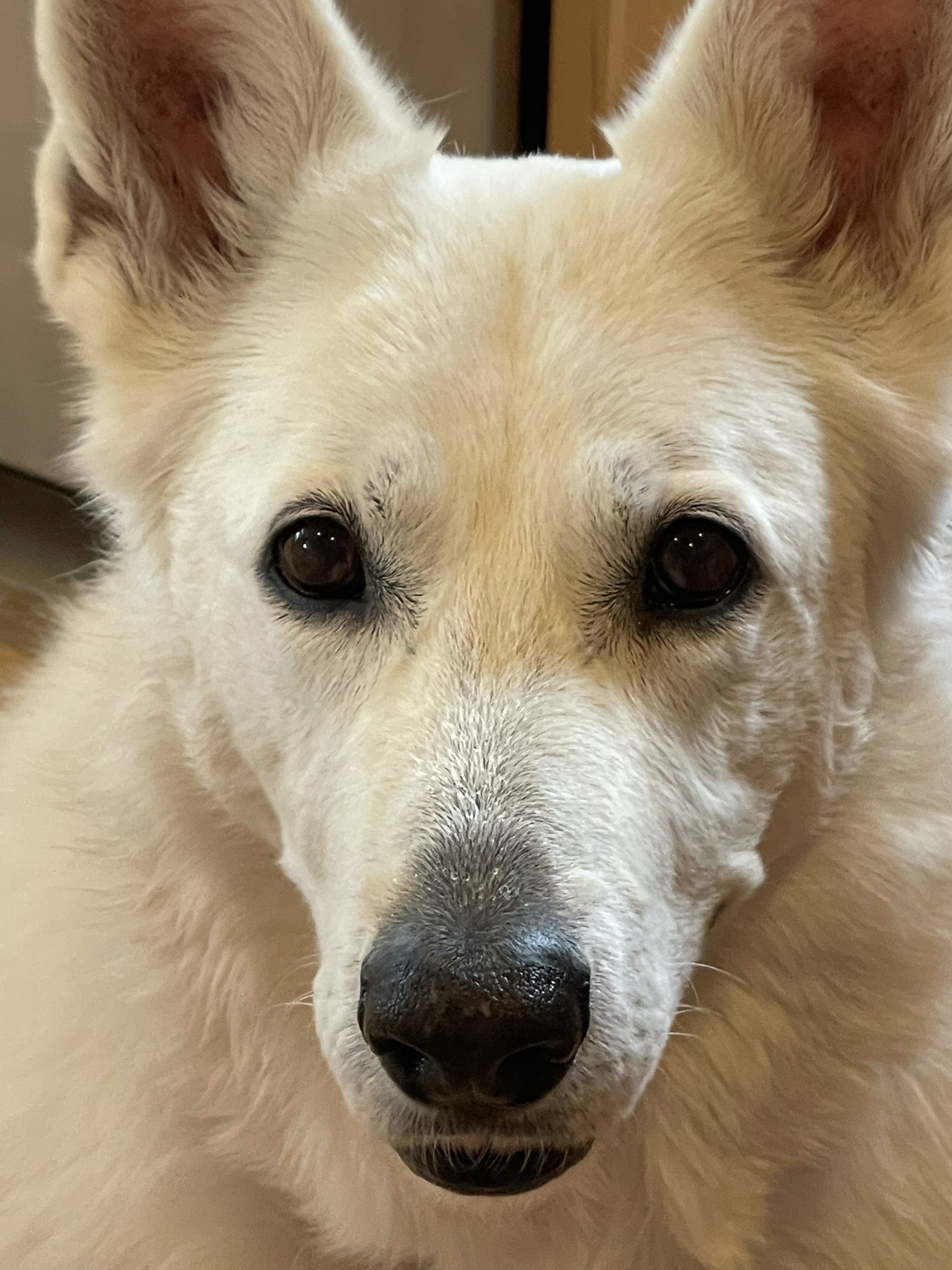 Sasha & Echo/ サーシャとエコー (@Sasha_Echo_Dog) / Twitter