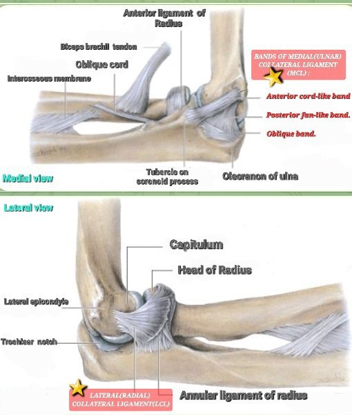 Medial Collateral Ligament Elbow