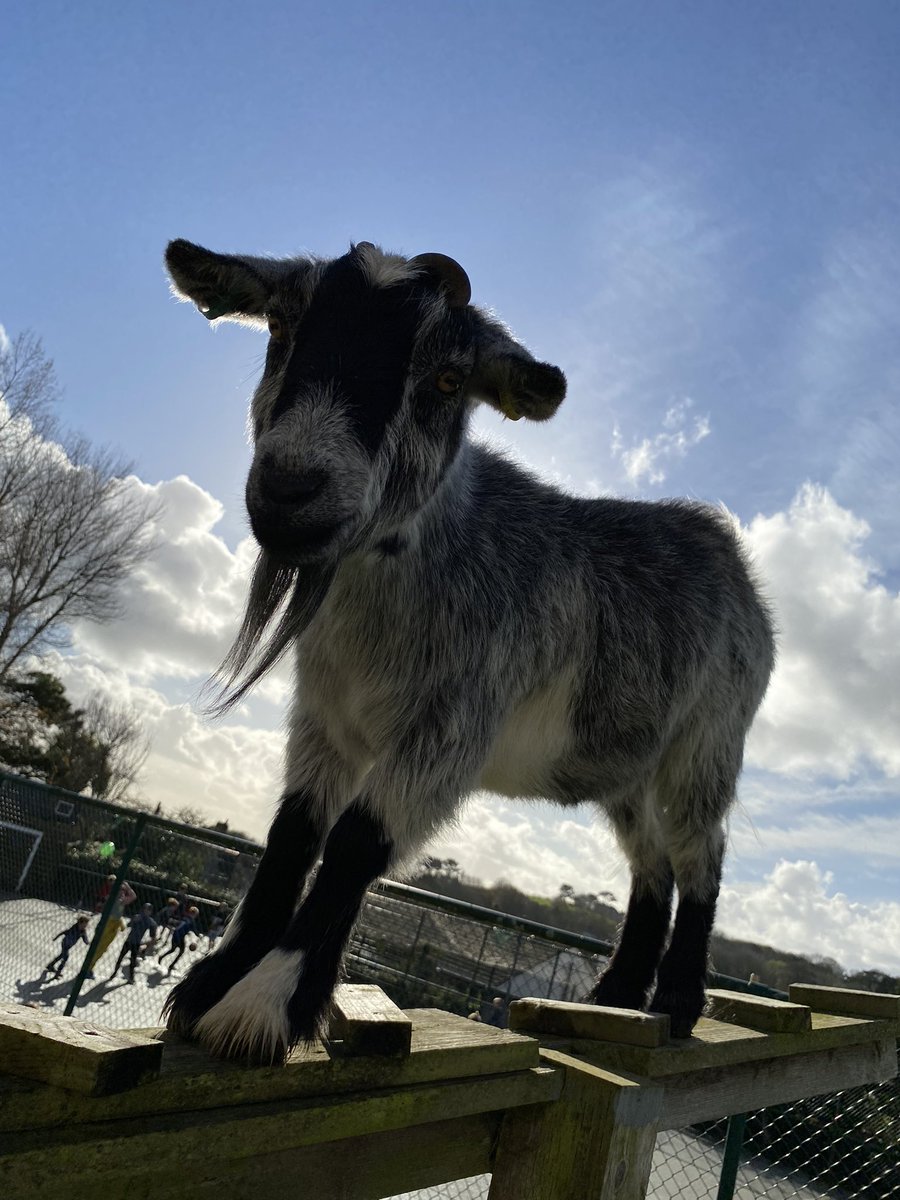 Citrine Class - Gulval School