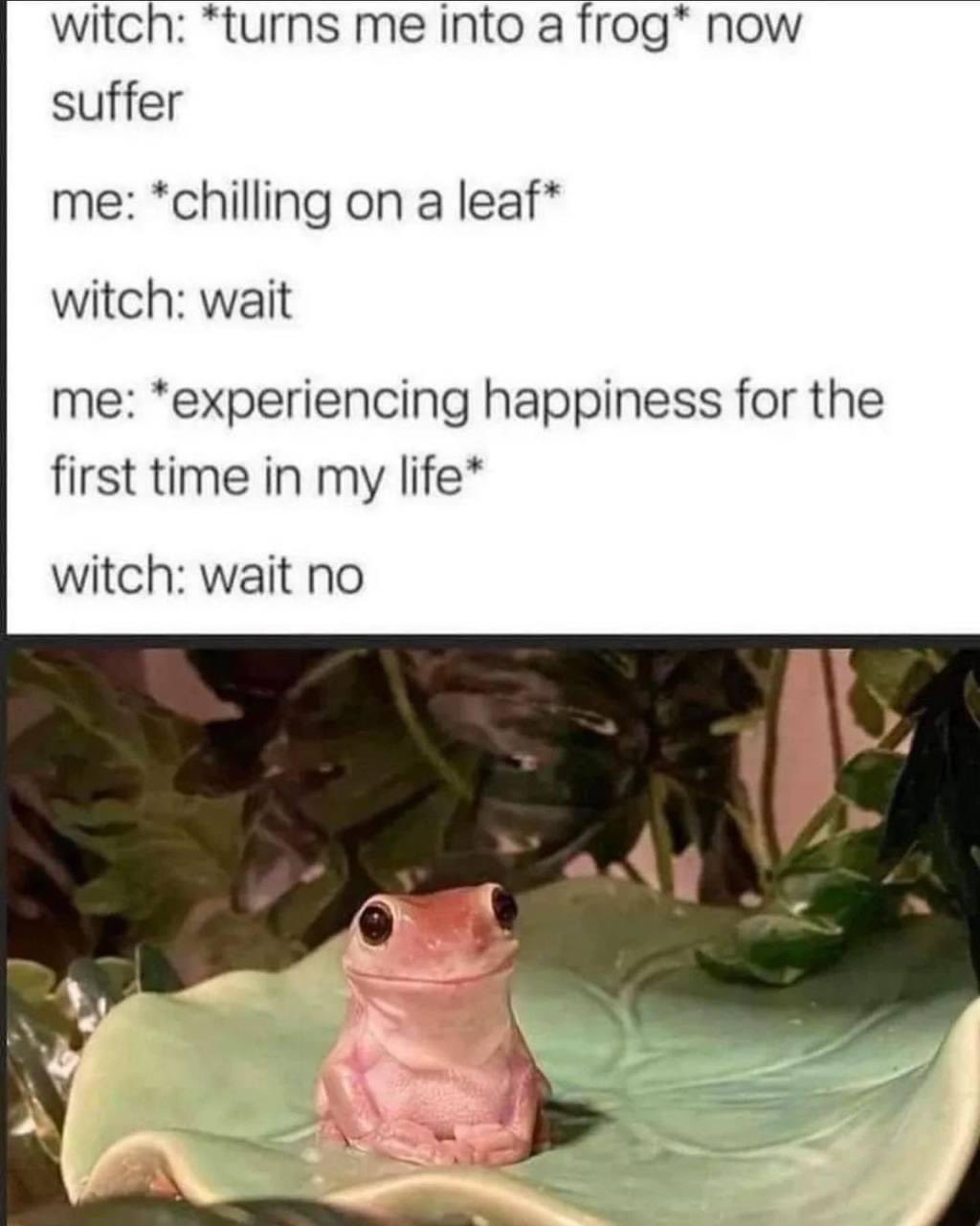 Happy Frog Meme
