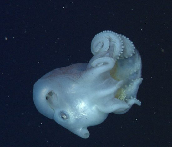Seven Arm Octopus