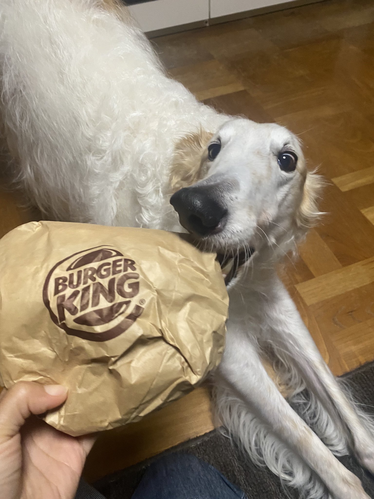 がんぼるぞい®︎ ／💪🐶 borzoi on Twitter: "僕はKINGです。バーガーキングがんぼるぞい。 translation: I am King. Burger King ...