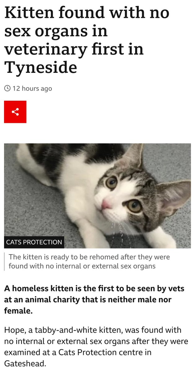 Szymon π On Twitter The They Them Pussy