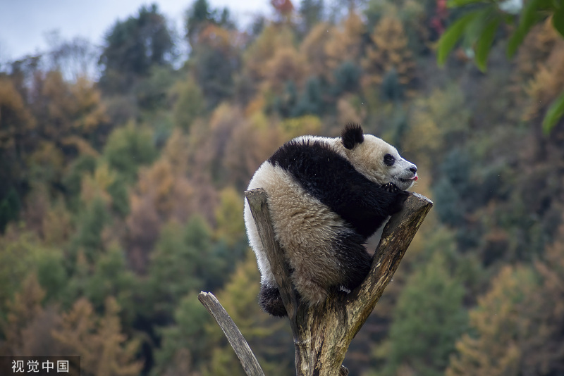 #OneMoment Pandas are chilling in autumn sunlight in Aba, Sichuan. # ...