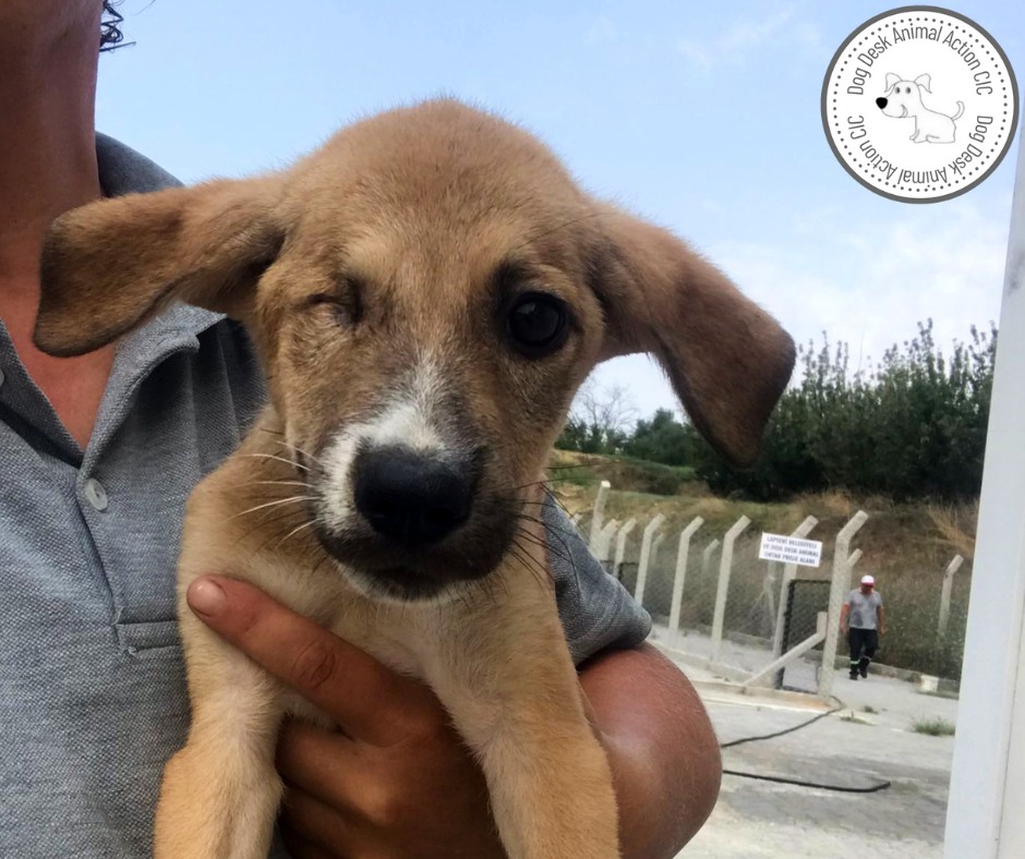 Can A Dog Be Happy With One Eye