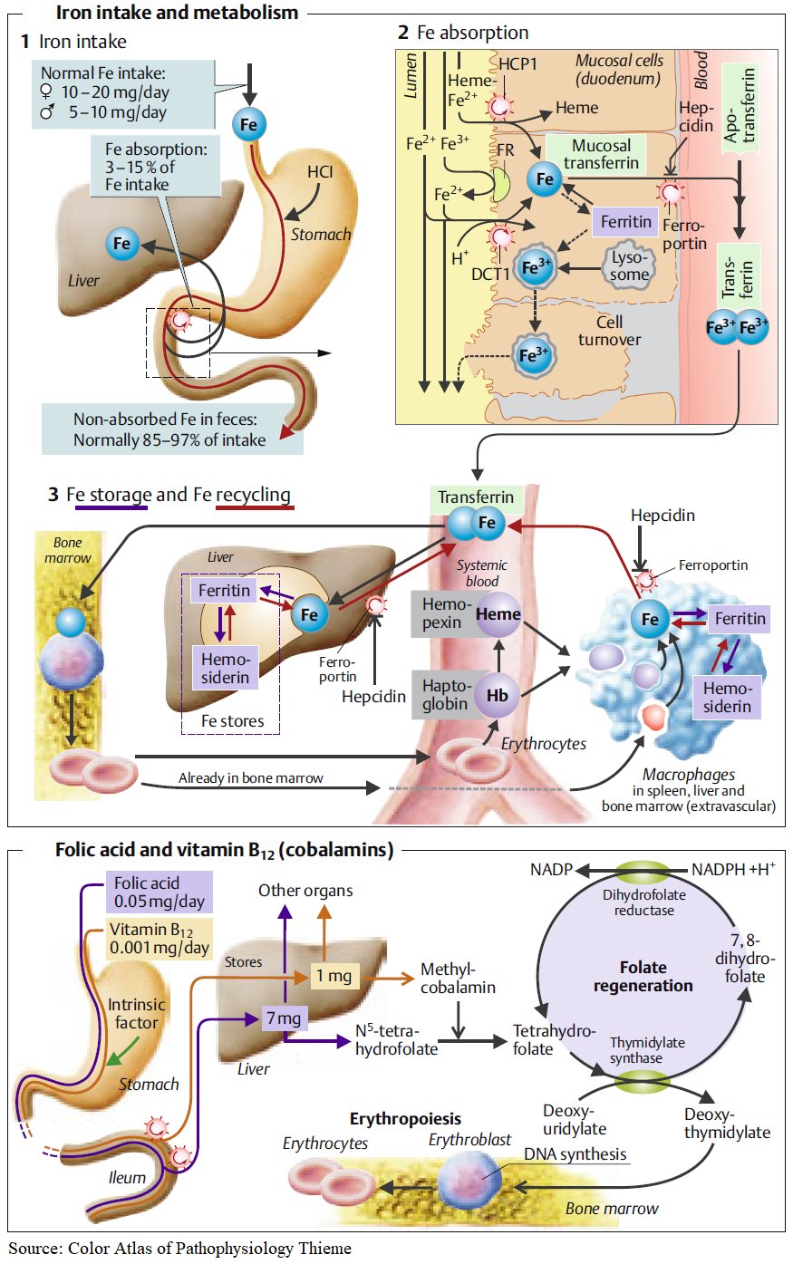 Folate B12 Metabolism