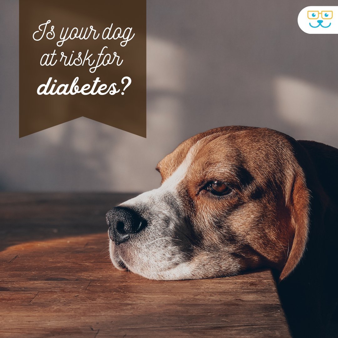 How Is Dog Diabetes Diagnosed
