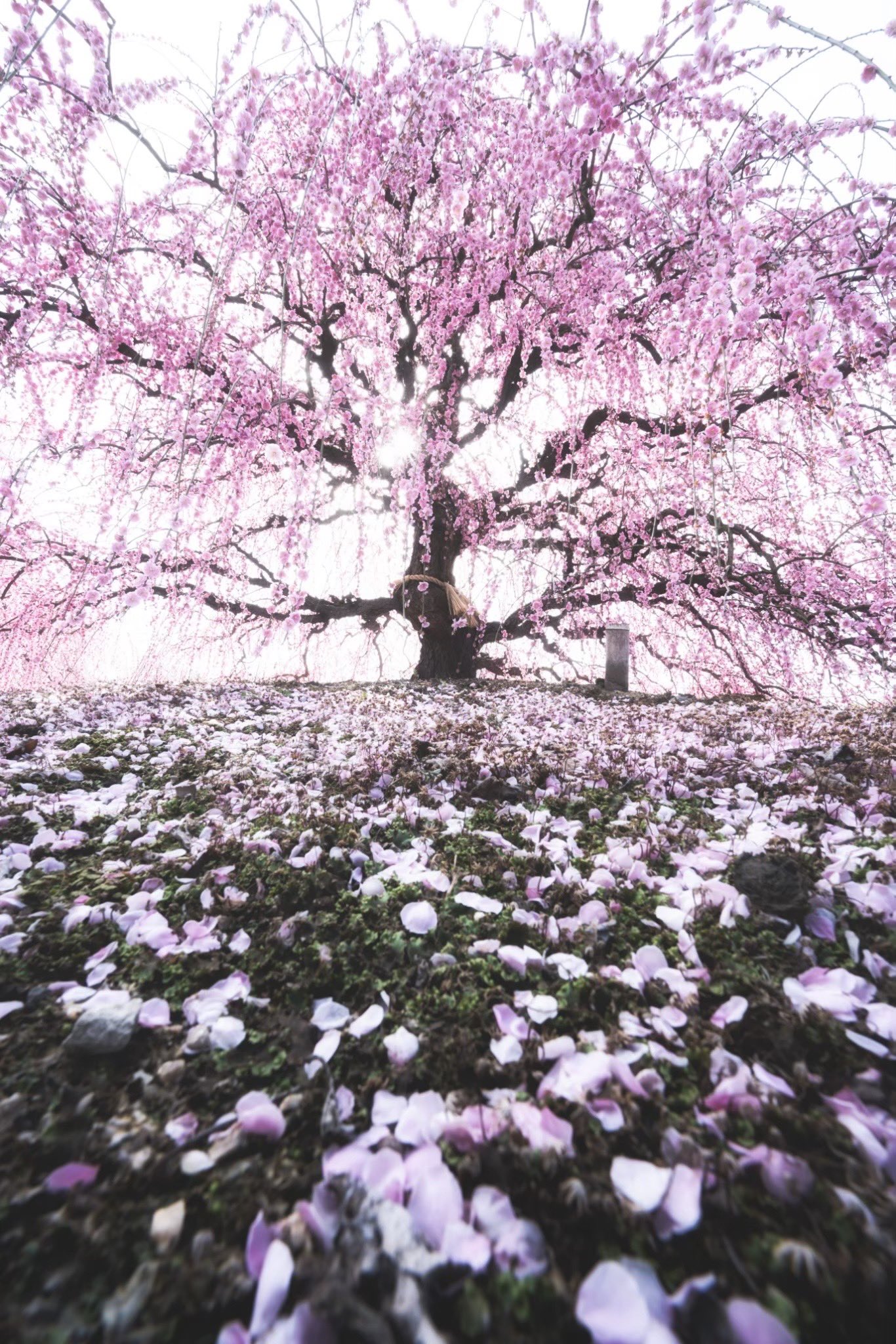 関岡 大晃 | Hiroaki Sekioka on Twitter: "16万fav ありがとうございます😭！ 夜空の写真を撮るかたわら、日中の写真も撮ってます🙋‍♂️ 最近は日中にも力を ...