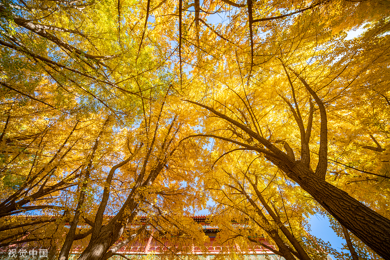 In deep autumn, the ginkgo trees in Beijing turn golden, making it a ...