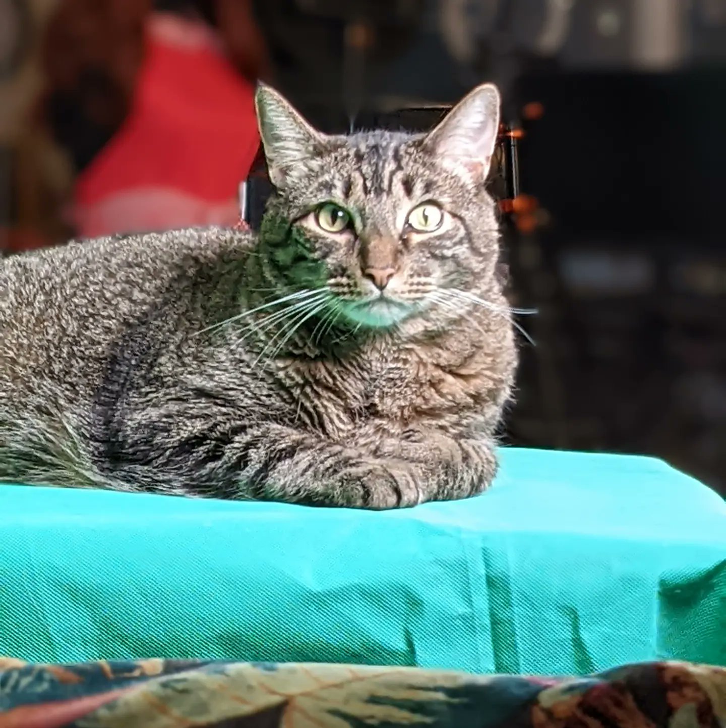 Nurse Huckleberry on Twitter: "BORT https://t.co/cj7517UMkk" / Twitter