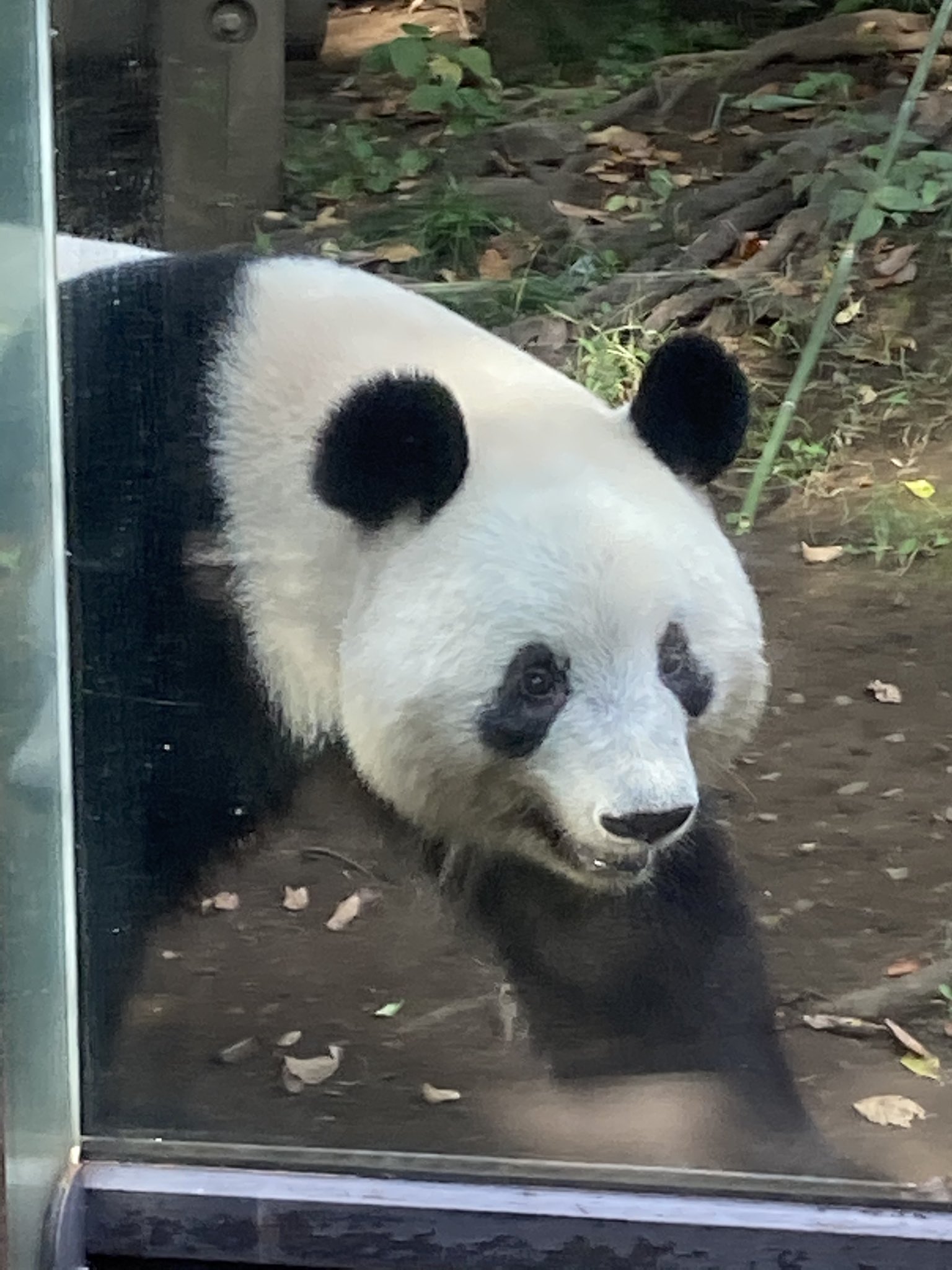 maru on Twitter: "やっば！かわいすぎる5歳、シャン。#シャンシャン #上野動物園 https://t.co/9AvQnHGmzI" / Twitter