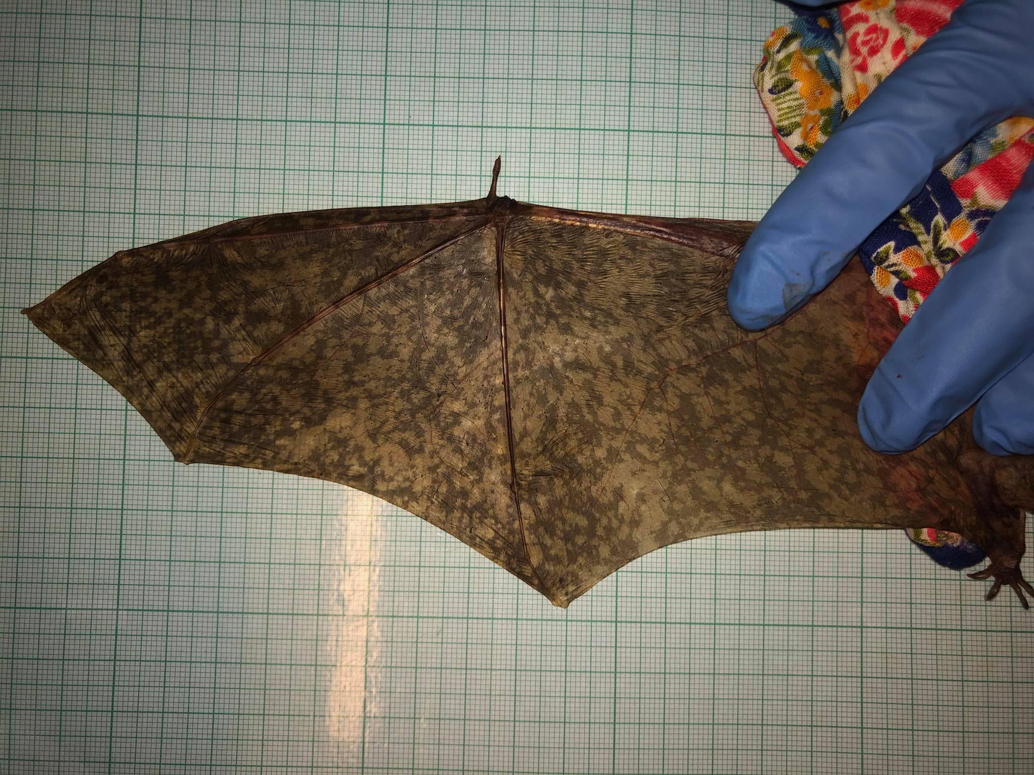 Bat Wing Texture