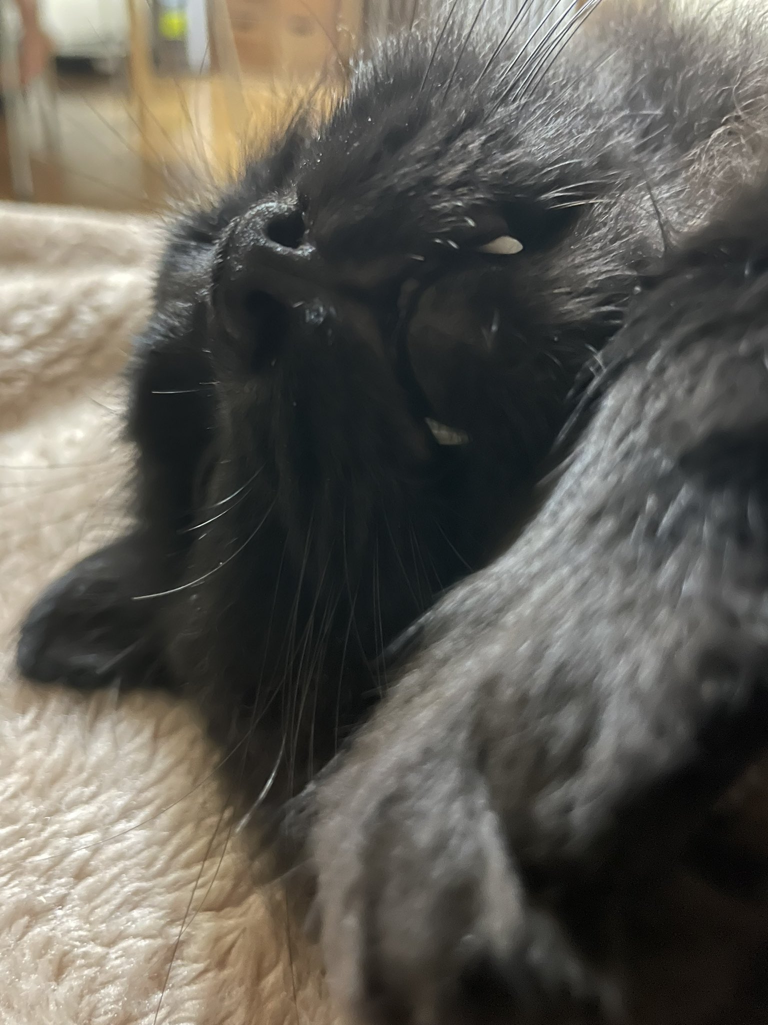 まんじゅう・クロベエ/ Kurobe on Twitter: "ﾎﾞｸﾉ ｷﾊﾞﾁﾗ https://t.co/RpU5CA6zvV" / Twitter