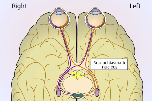 Circadian rhythms An aspect of human health & disease that's often ...