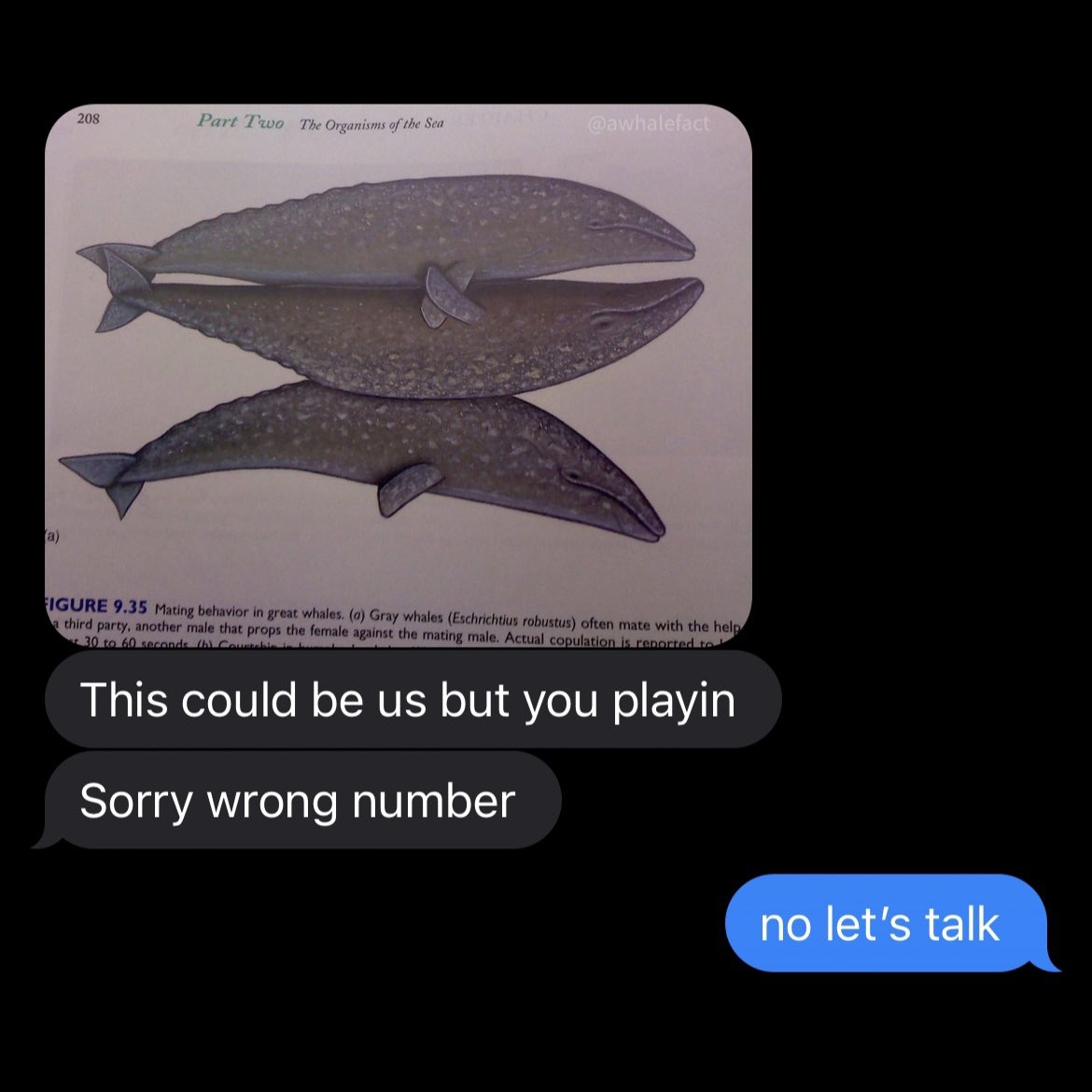 Whalefact On Twitter who Texted Me This Fr whalefact-on-twitter-who-texted-me-this-fr