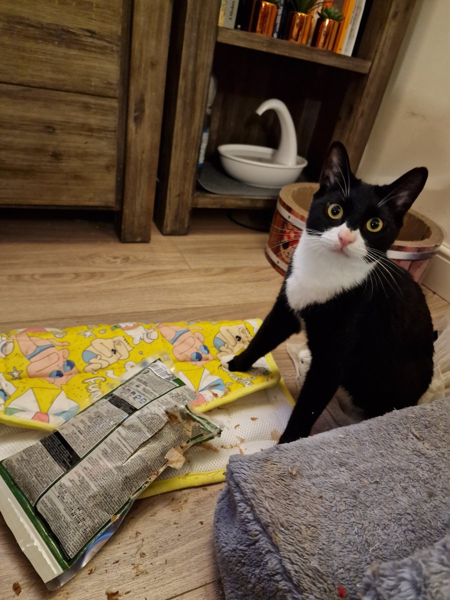 Smol Paul claims he did not nom the tuna flakes packet open. Smol Paul ...