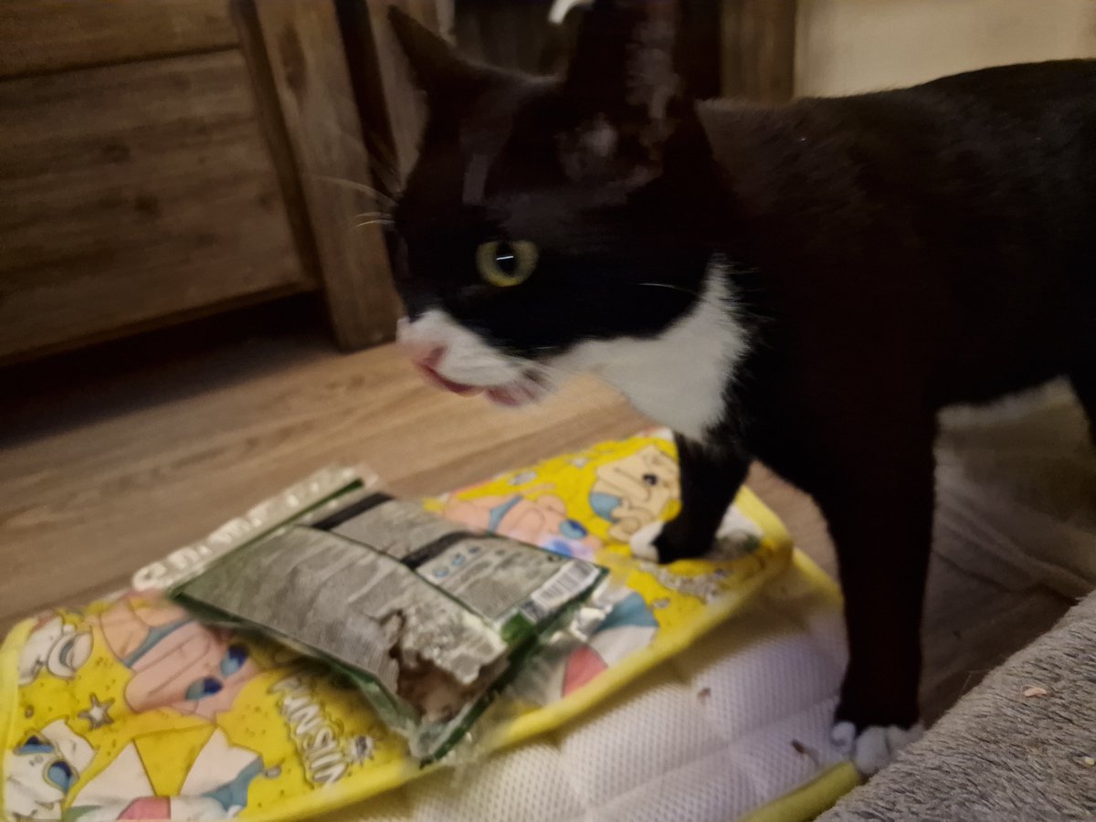 Smol Paul claims he did not nom the tuna flakes packet open. Smol Paul ...