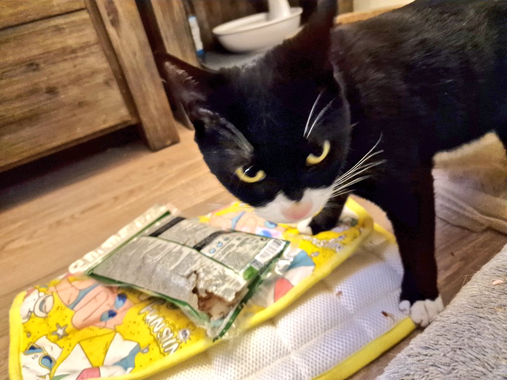 Smol Paul claims he did not nom the tuna flakes packet open. Smol Paul ...