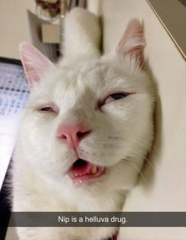 Funny Cat Drug Memes Just Say No? | TikTok