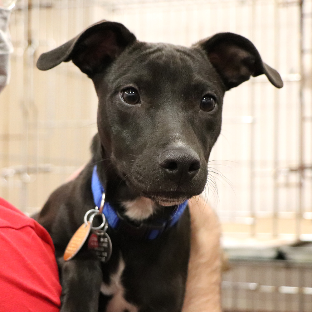 Min Pin Lab Mix
