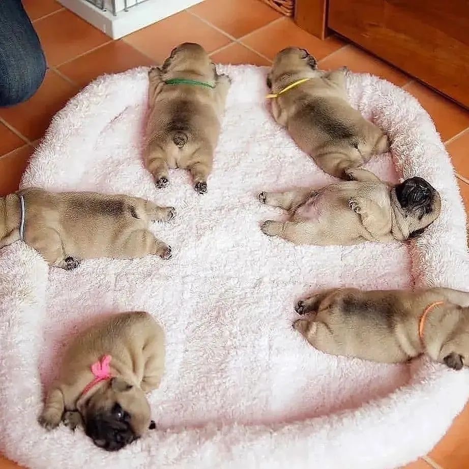 Pug Lovers on Twitter: "https://t.co/zwbtY7uVaw" / Twitter