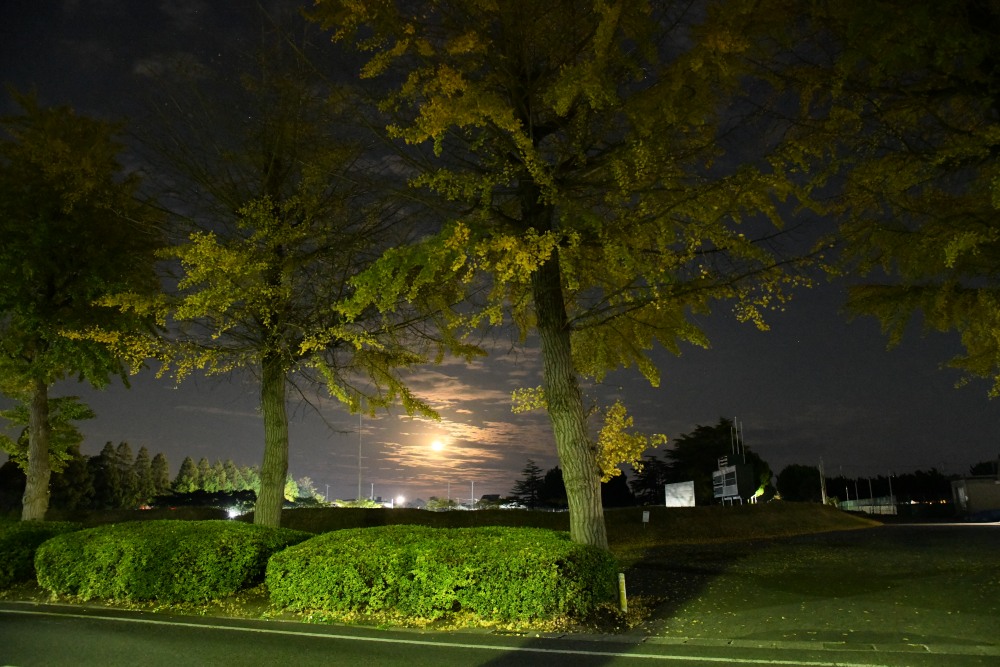 Zaurusu.y.加藤 on Twitter: "「＃茂原市内」の「＃富士見公園」の「＃銀杏並木」の間から見えた「＃月」を撮影しました。＃Nikon ＃NikonD850 ＃D850 ＃イマ ...