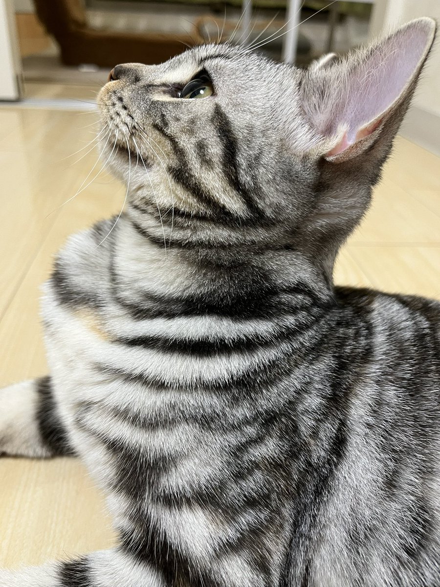 横顔美し過ぎるだろ https://t.co/hcbQOX9AOo