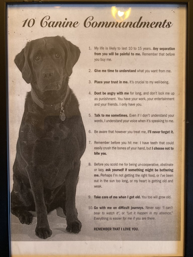 Will My Dog Remember Me After 6 Years