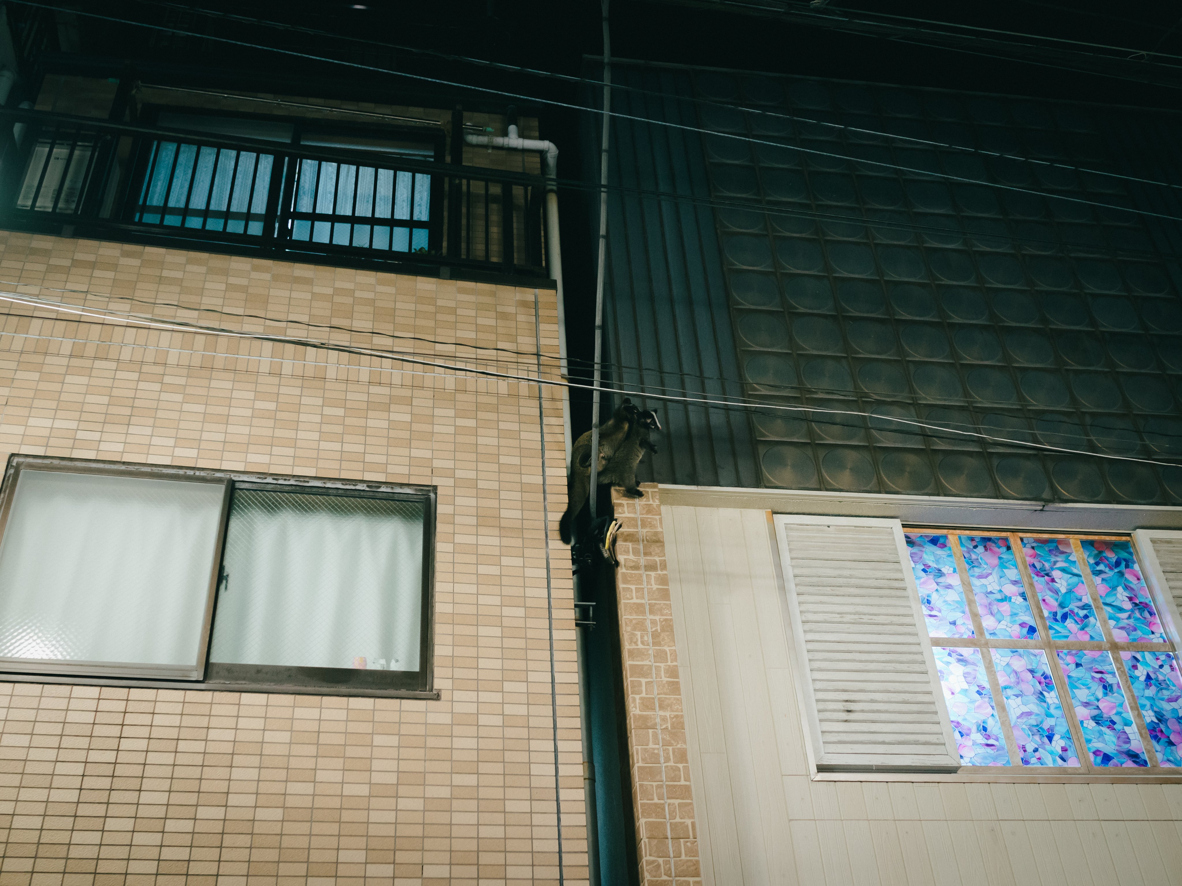 Gota Shinohara on Twitter: "高円寺を歩いていたら、建物の上からハクビシンが現れてびっくりした。月蝕に続いて、知らない人同士で上を見上げた時間だった。 https ...