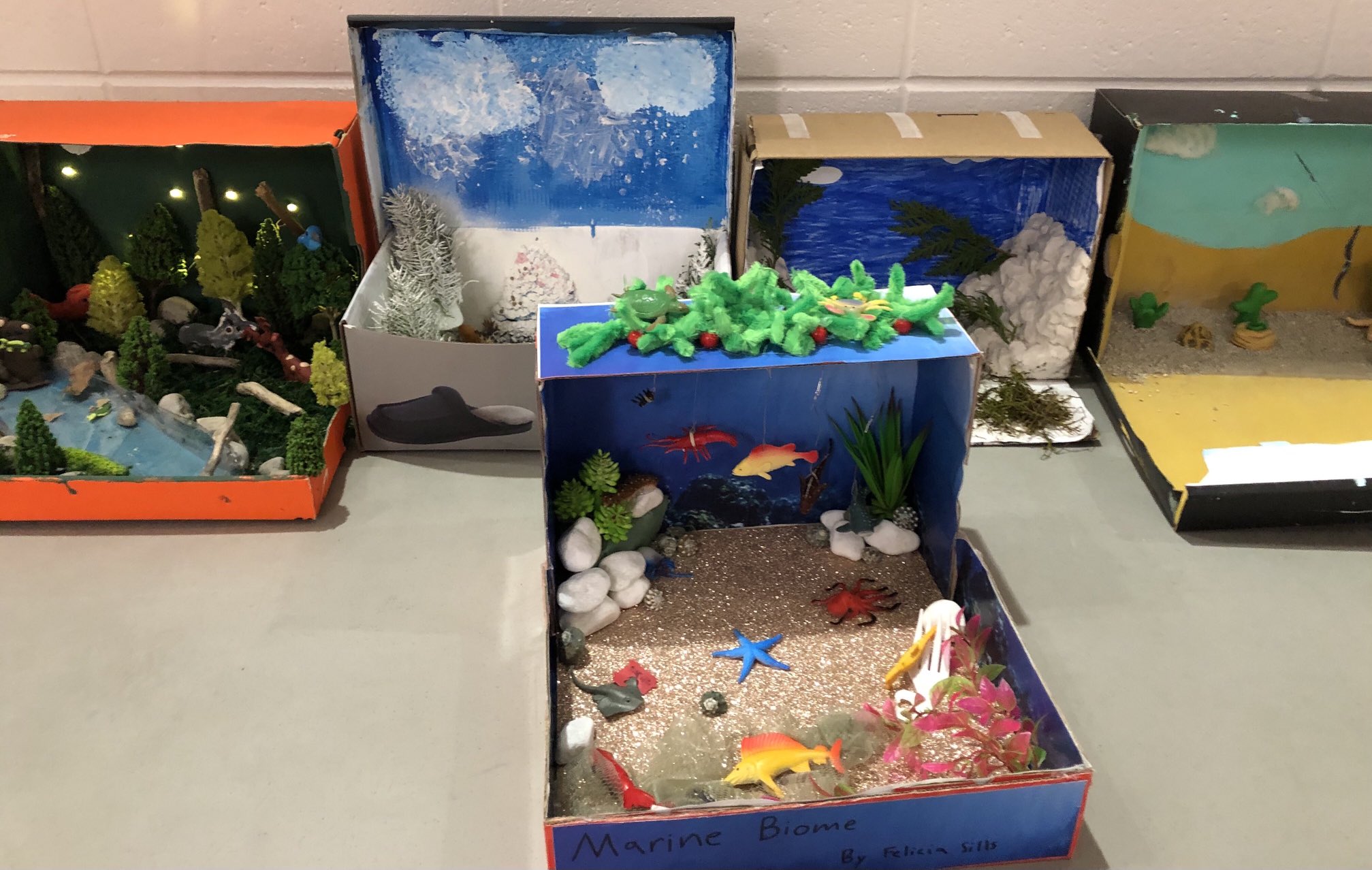sbe@ycdsb.ca on Twitter: "Gr 6 Biome Boxes on Display. Ms Richardson’s ...