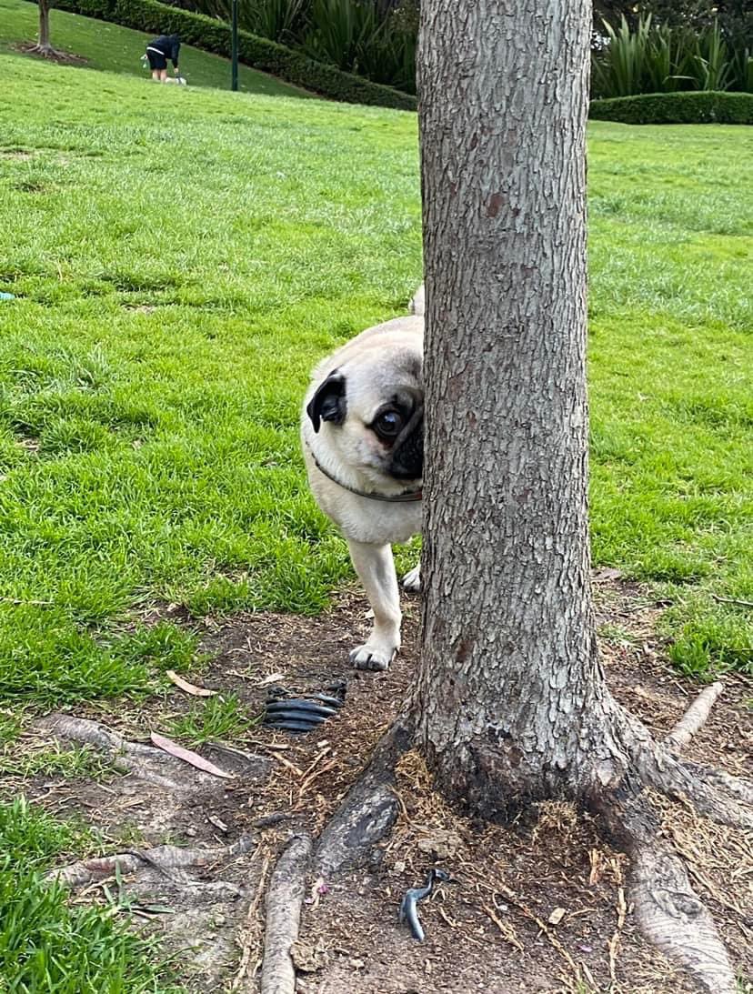 WeRateDogs® on Twitter: "Seriously? Another photo without a dog? Can't believe you'd just send a ...