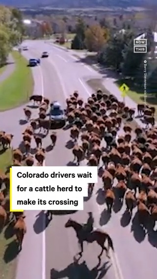 NowThis on Twitter: NowThis on Twitter: