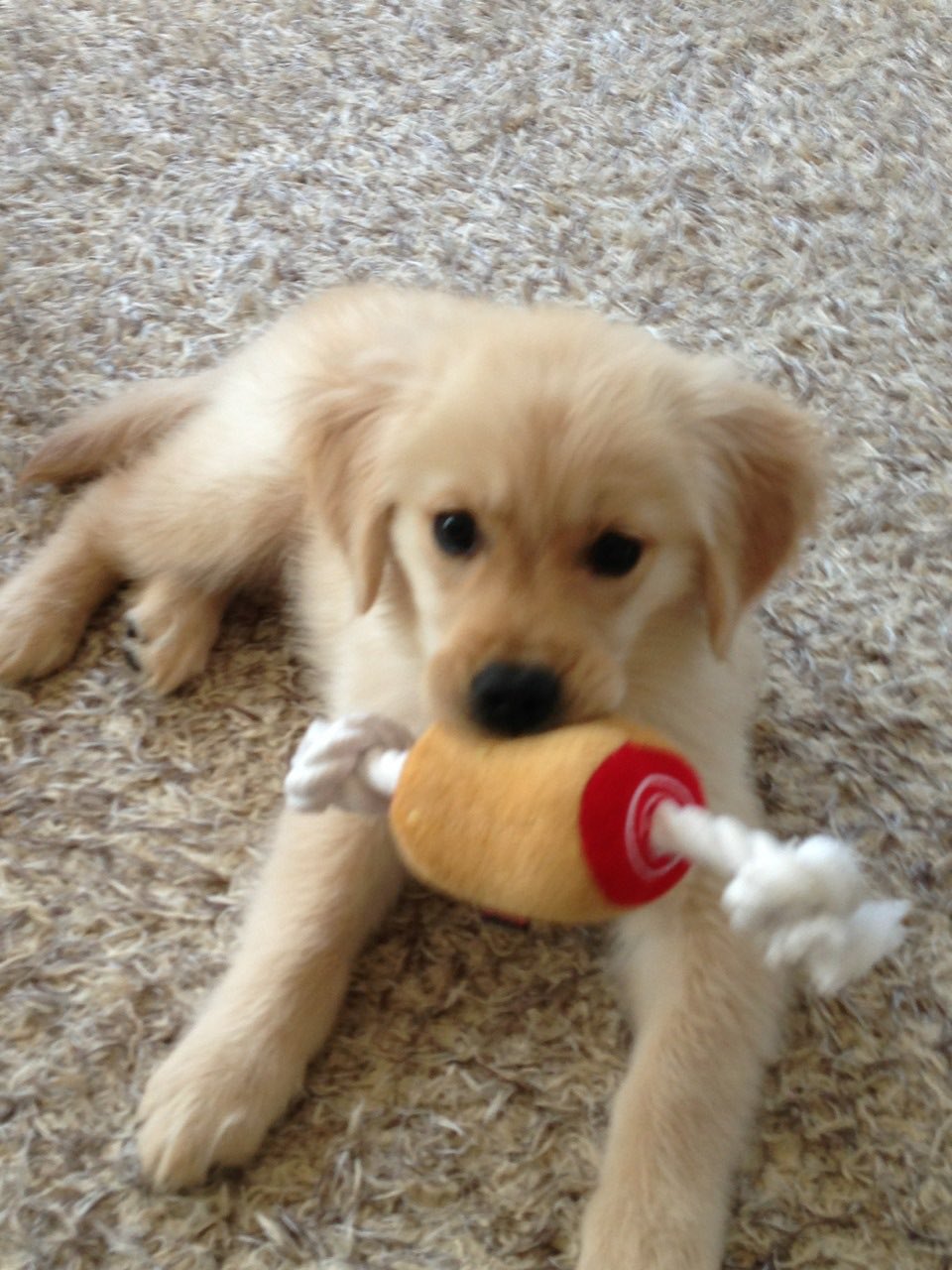 東海林里咲 ︎ Risa Shoji on Twitter: "ここあです🐶 #お迎えしたばかりの頃の自慢の一枚見せて https://t.co/Dp4C8uicpl" / Twitter