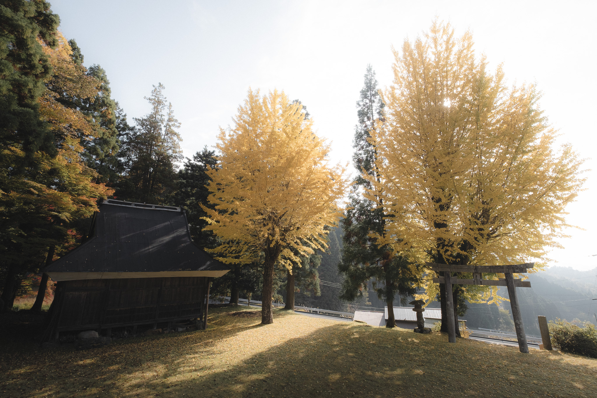 Ryota,F on Twitter: "いちょうの神社で過ごす朝。 https://t.co/YkUgoNSHqY" / Twitter