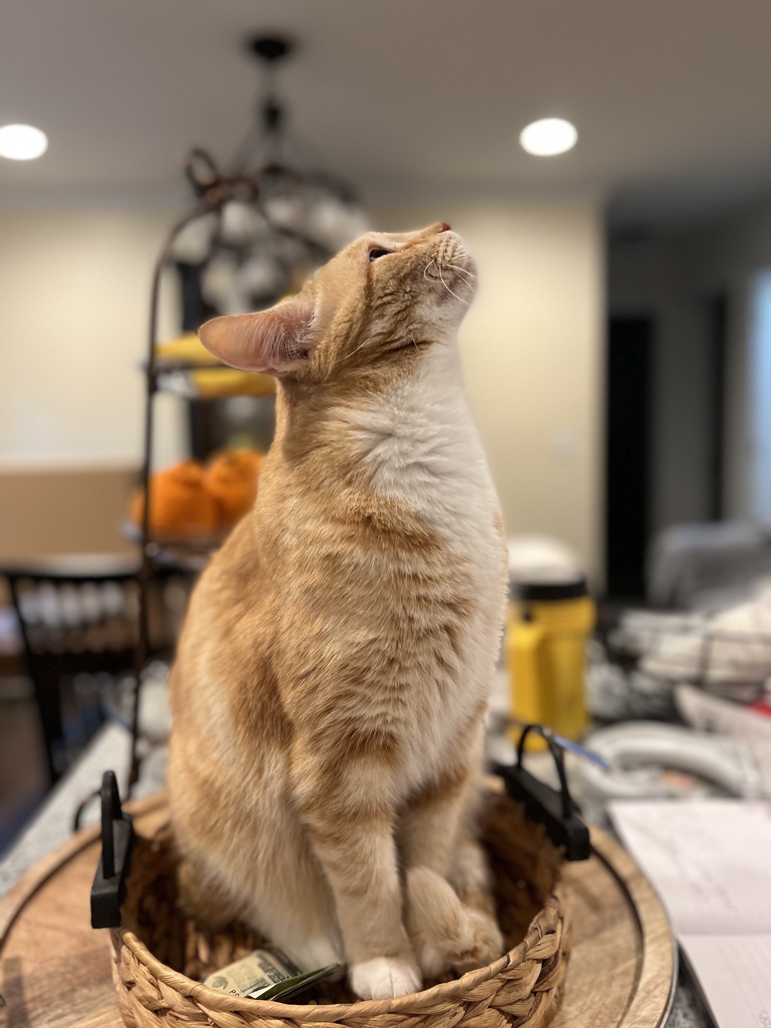 AssCat on Twitter: "Wtf is going on https://t.co/pZQEvUYug3" / Twitter