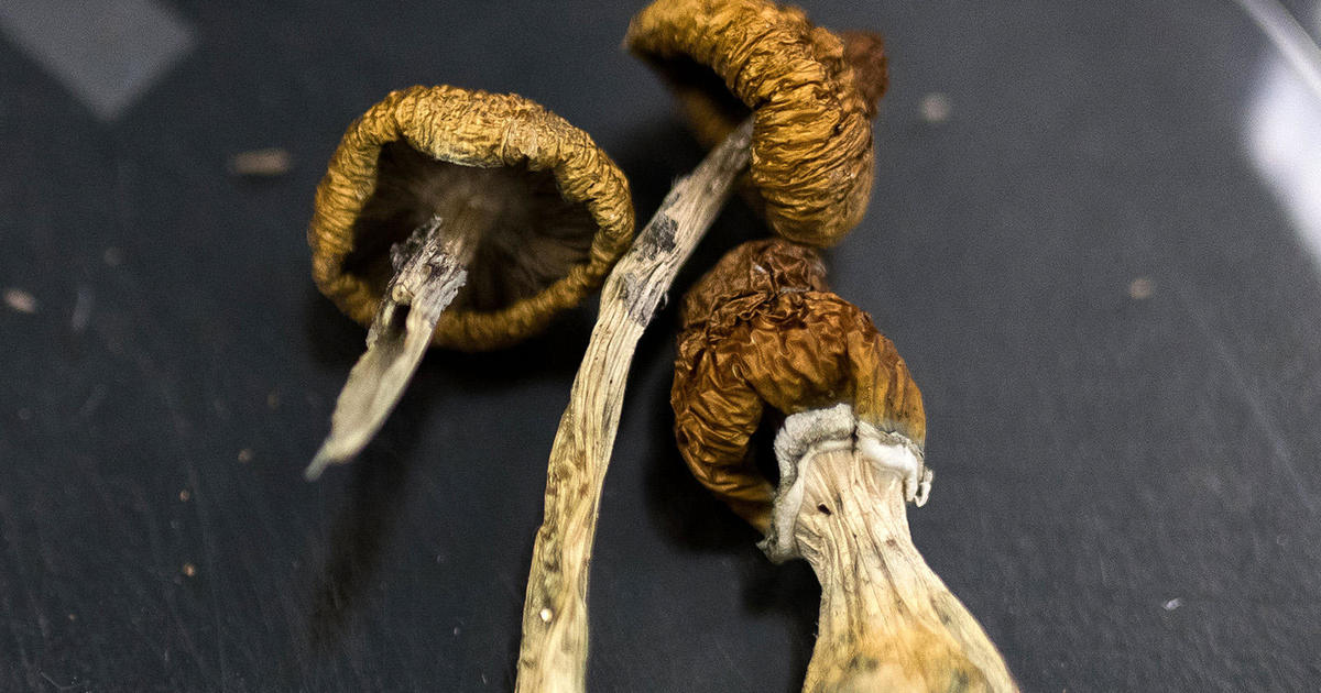 Dried Psilocybin Mushrooms Mold
